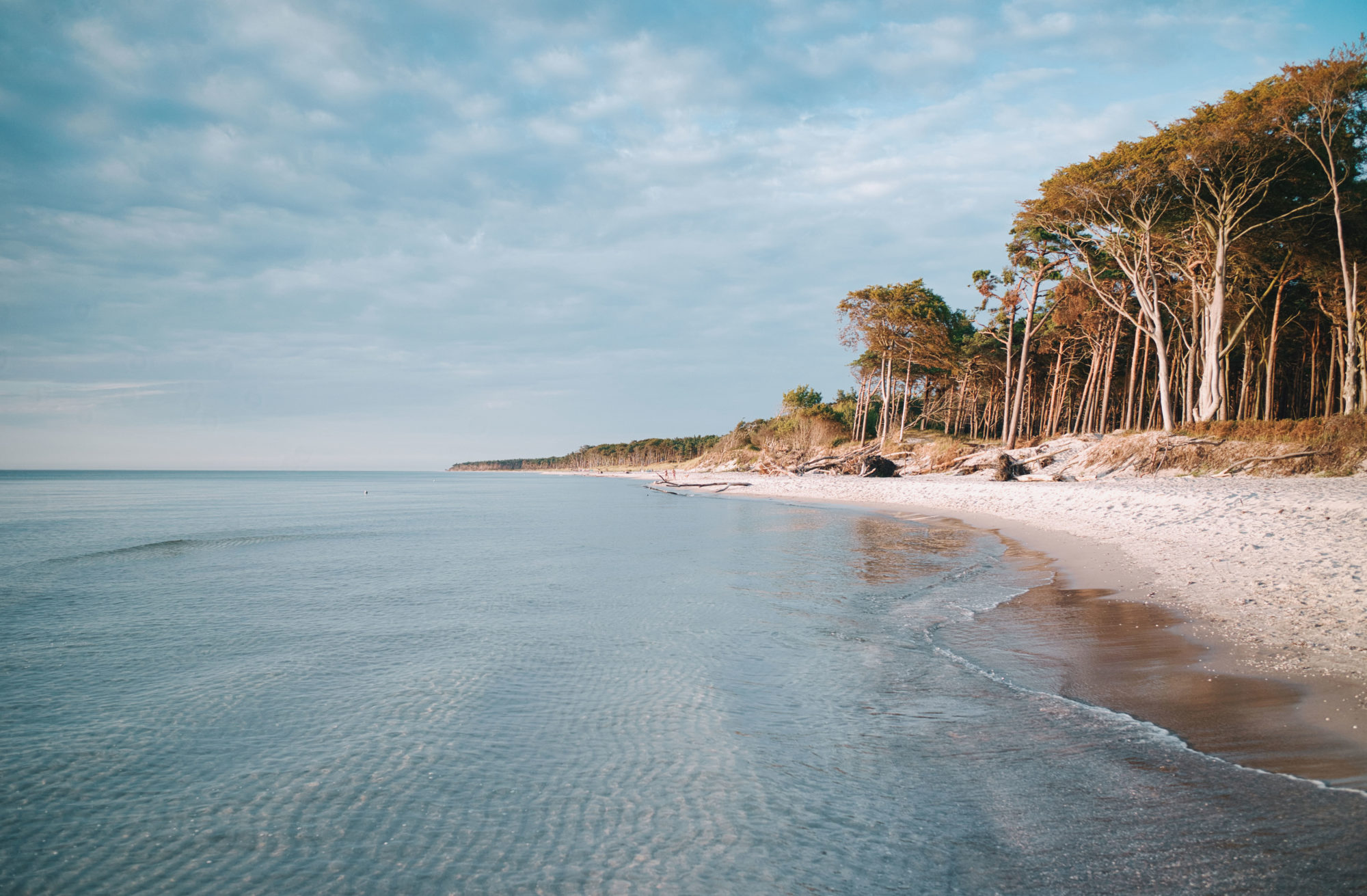 In den Kieferwäldern von Prerow | Hammock Camping Blog